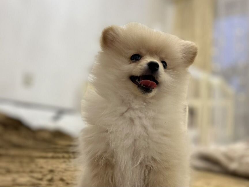 Шпиц померанский Девочка