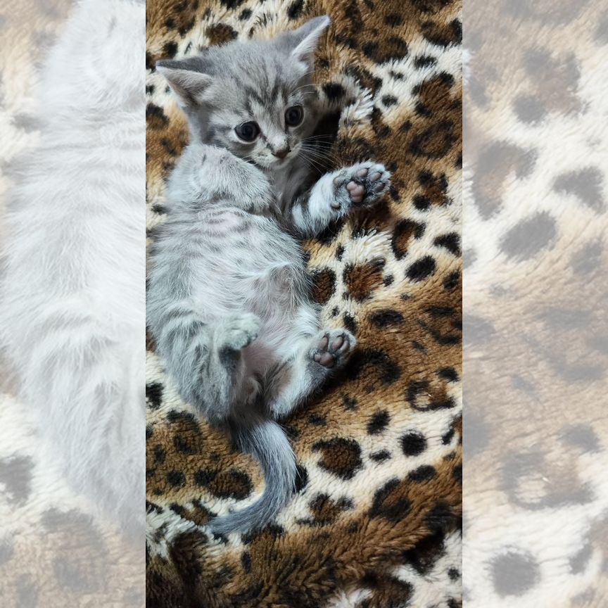 Британский короткошёрстный котёнок