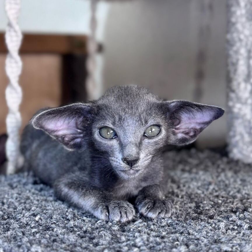 Ориентальные котята