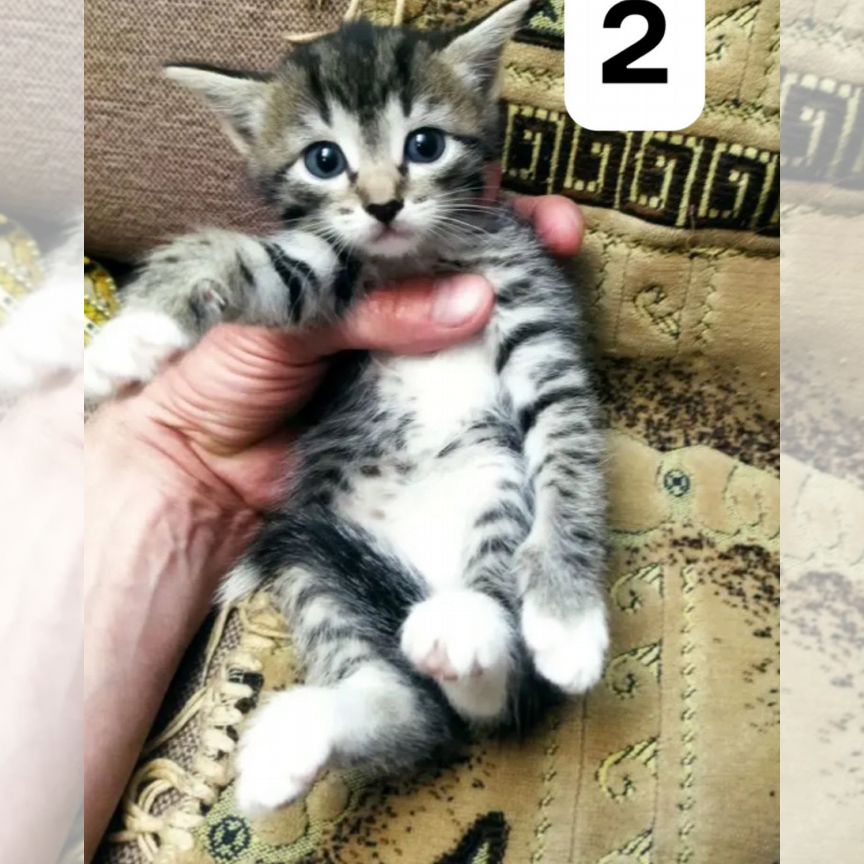 Котёнок в добрые руки