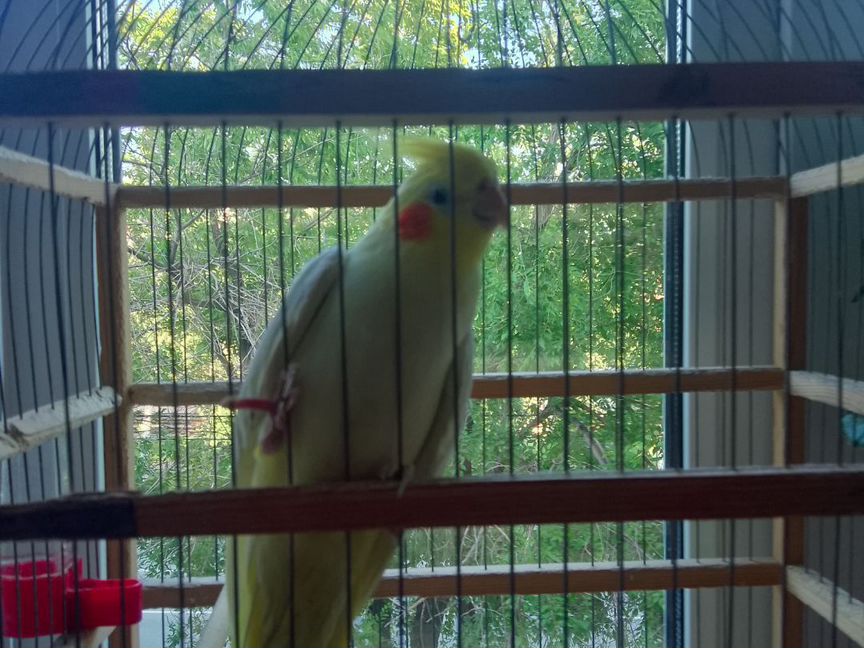 Попугай корелла девочка