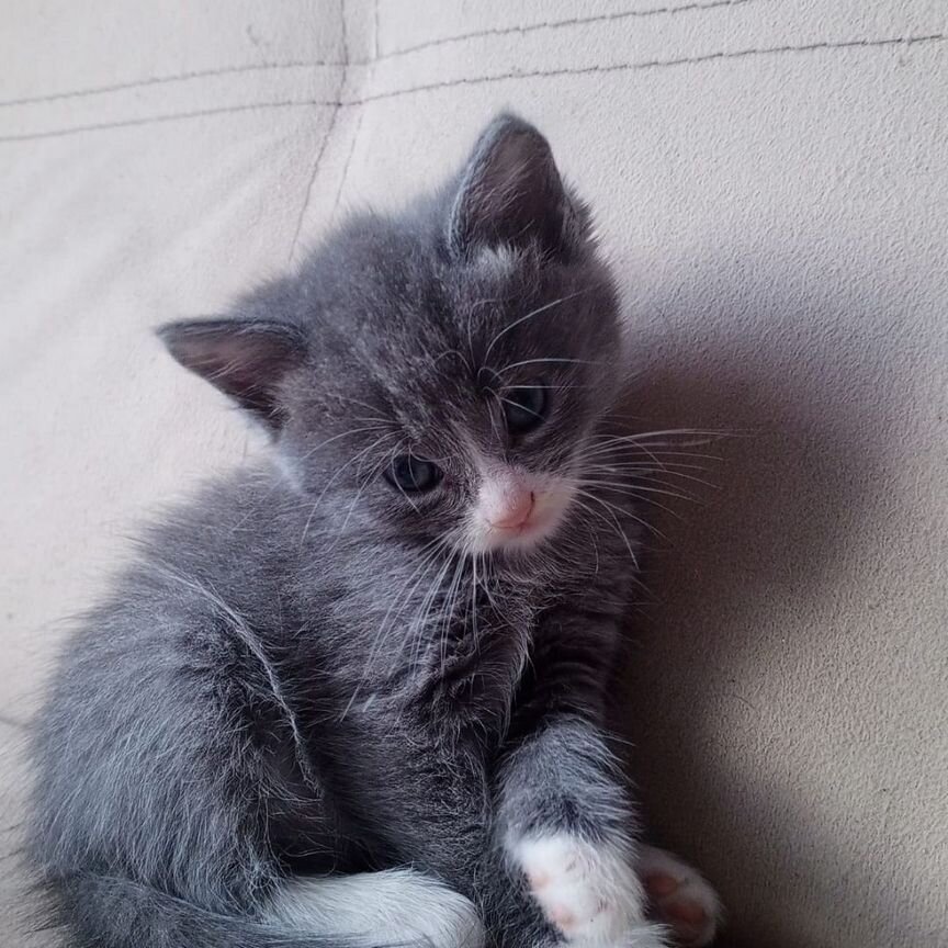 Котёнок мальчик