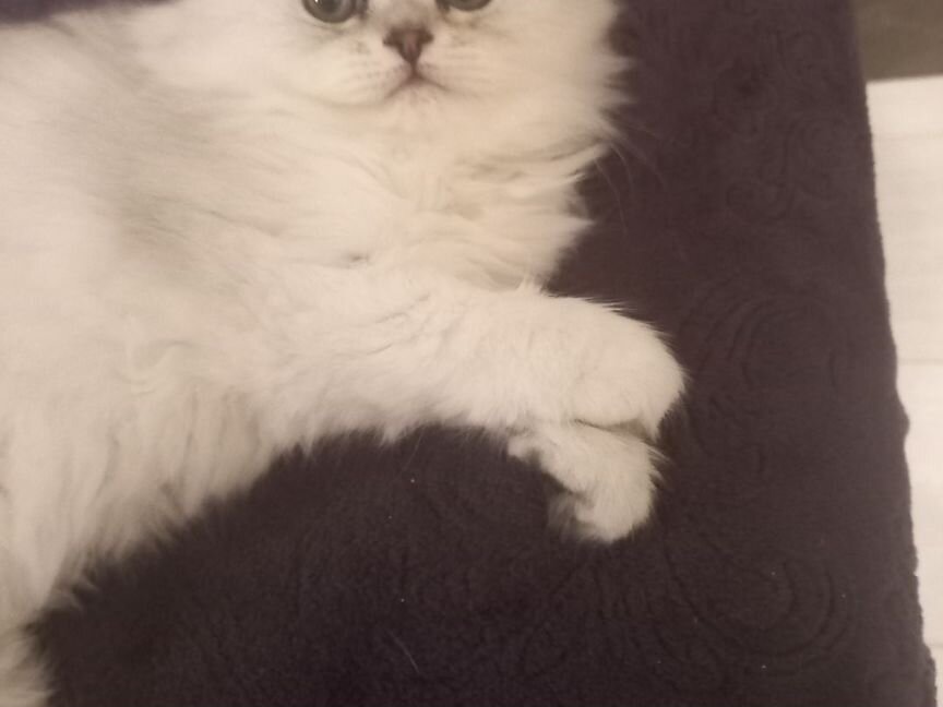 Кошка