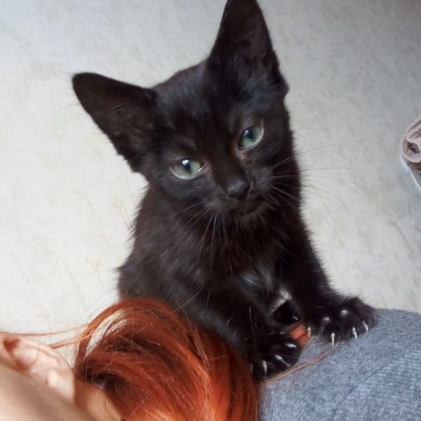 Котёнок в добрые руки