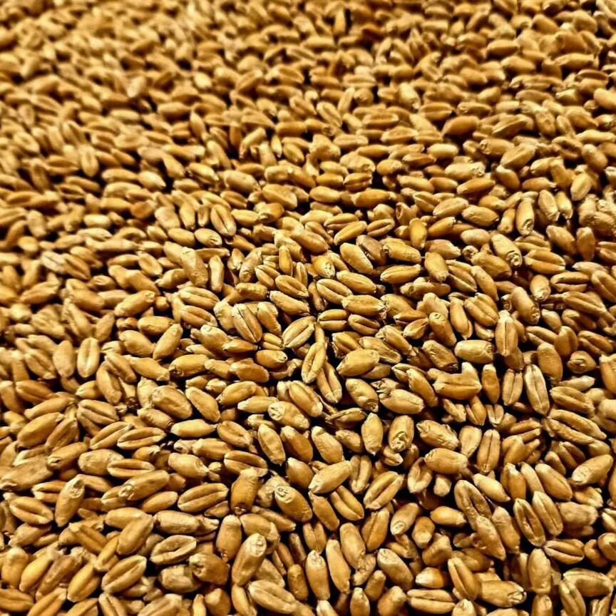 Продаю Яровая пшеница 9 тоон