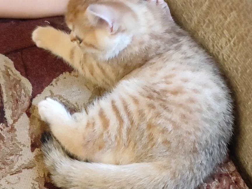 Британский котенок золотая шиншилла(табби окрас)