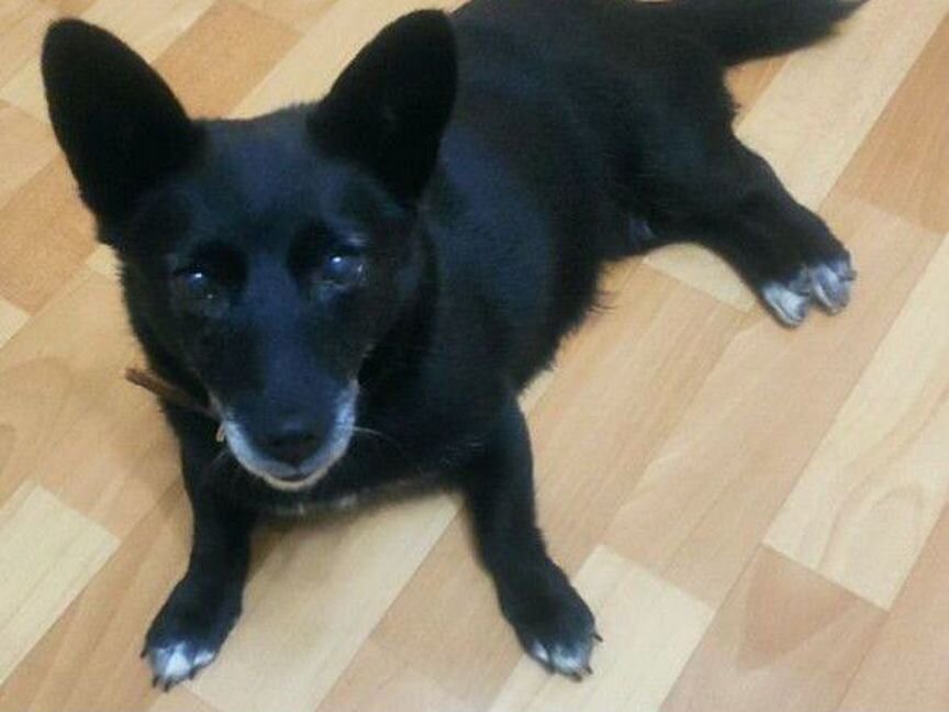 Собака - Улыбака