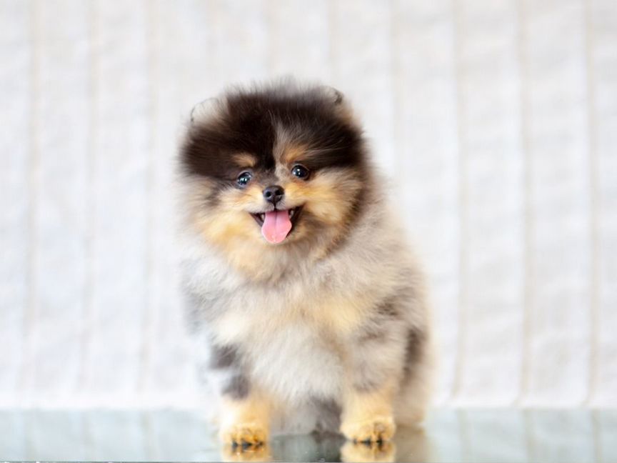 Шпиц мраморный