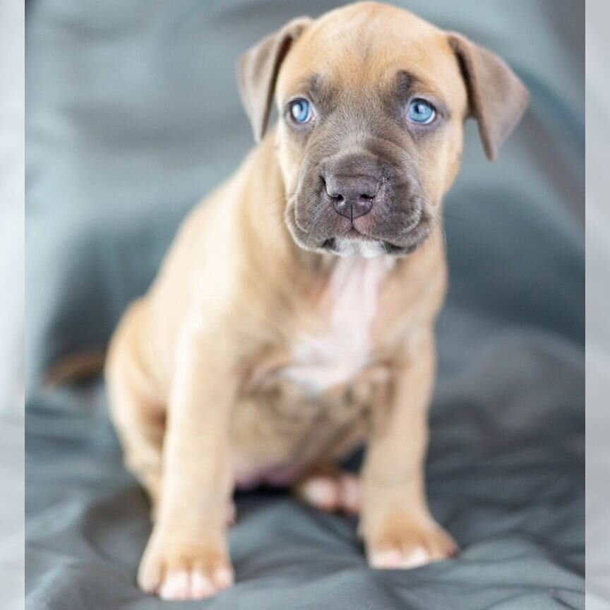 Прайтер, щенок