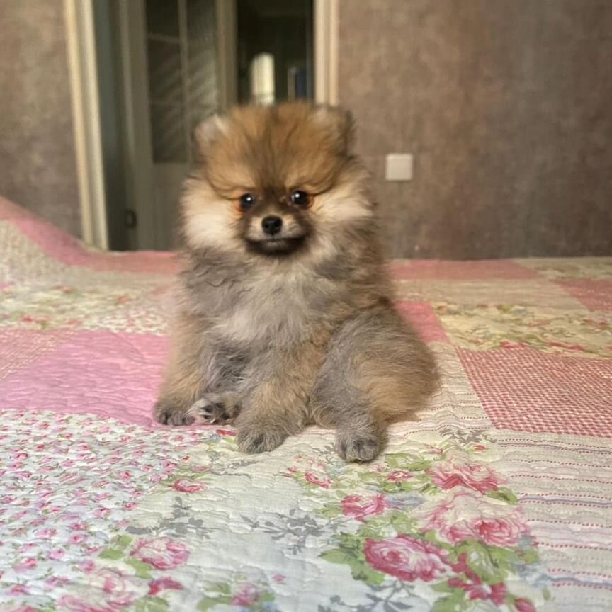 Померанский шпиц