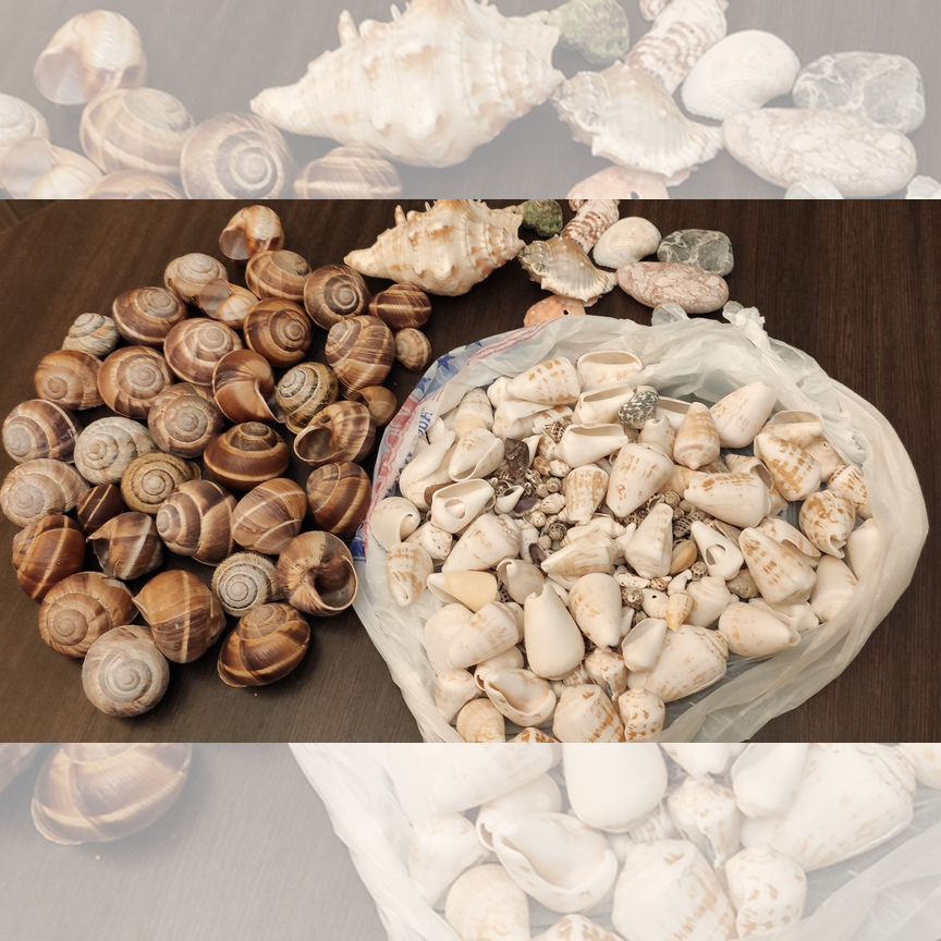 Морские ракушки много разные