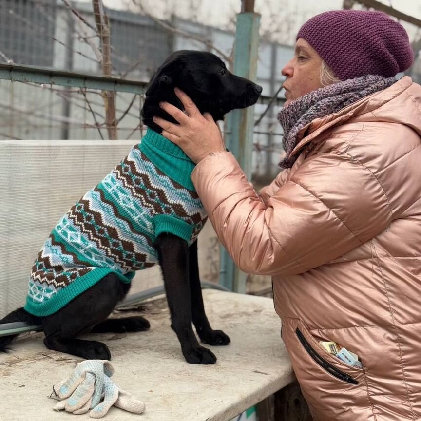 Небольшой молодой пёсик Трюфель ждёт хозяина
