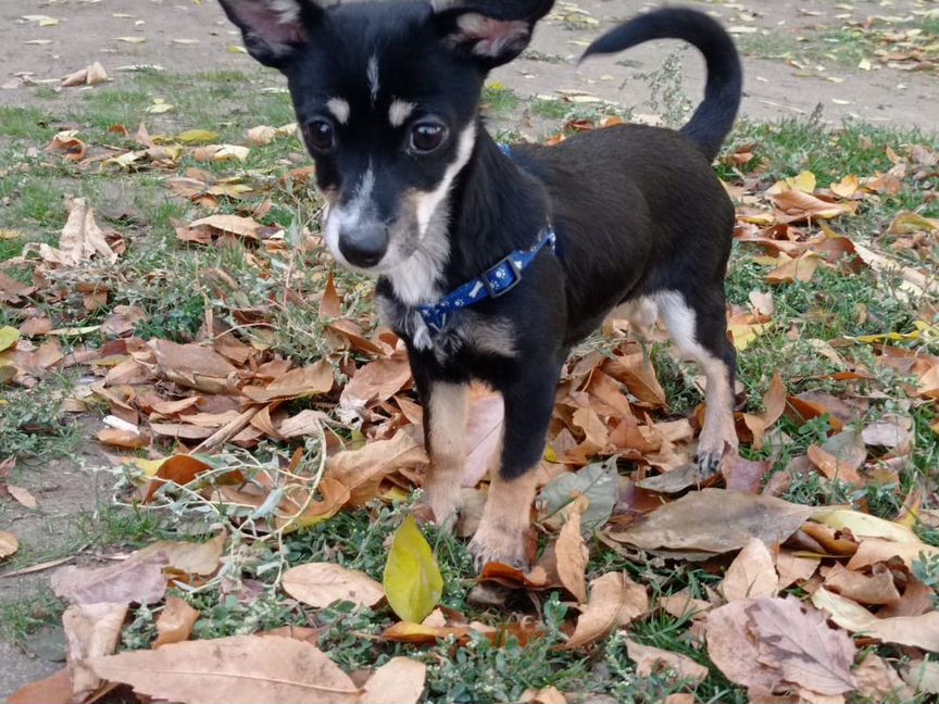 Домашние животные собаки