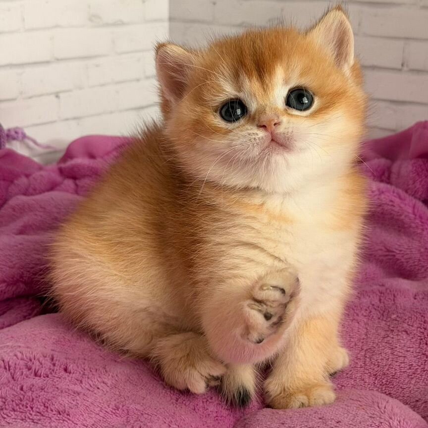 Британский короткошёрстный котёнок