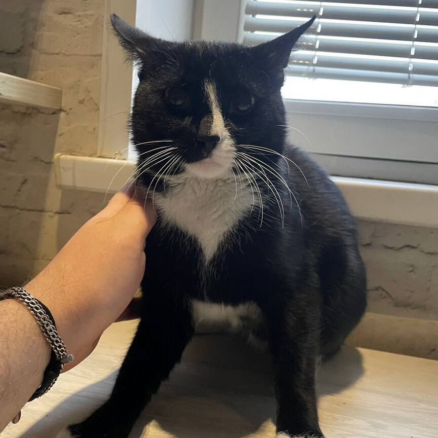 Отдам кота в добрые руки бесплатно