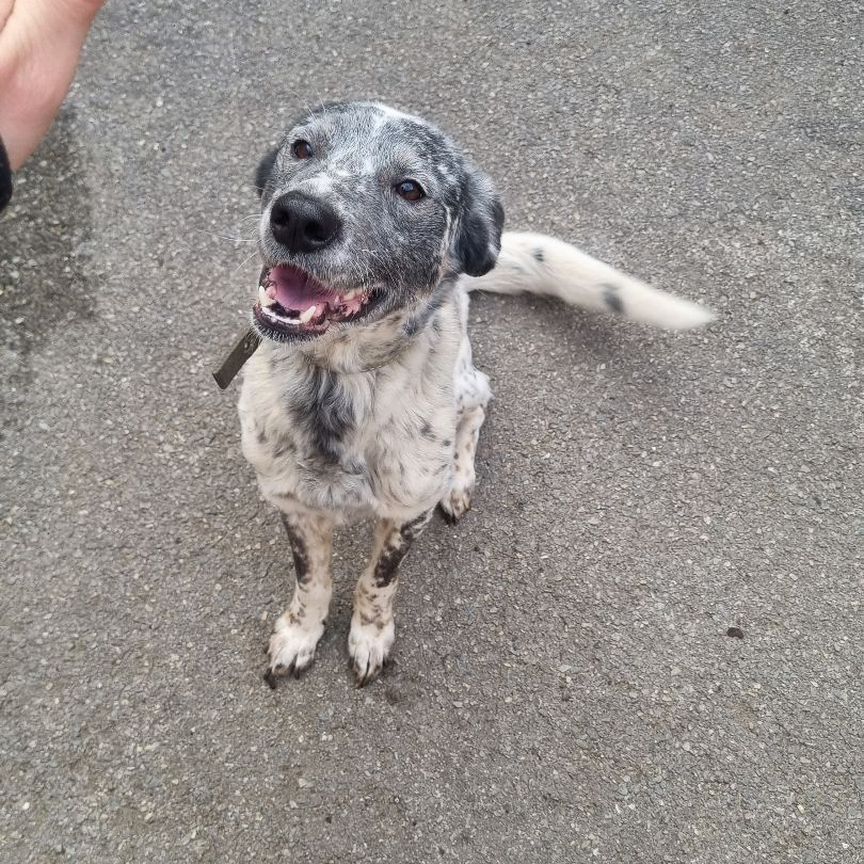 Собачка в добрые руки