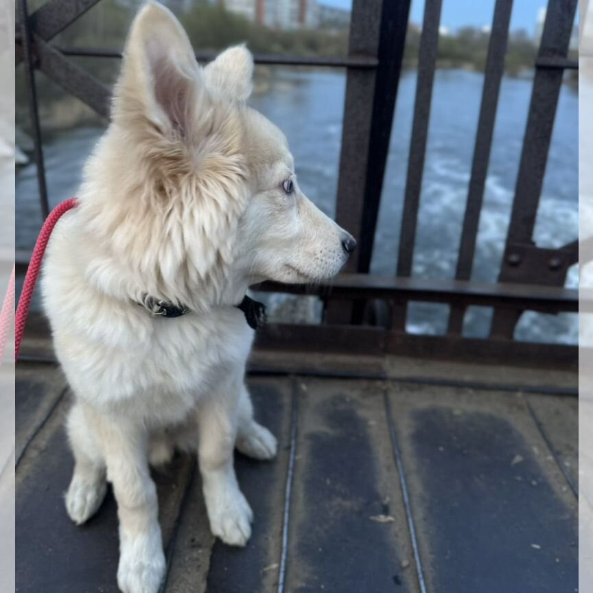 Сибирский хаски, щенок