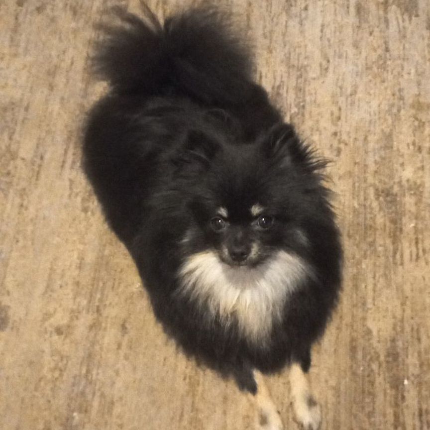 Померанский шпиц, взрослая собака