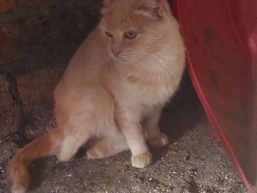 Кошка
