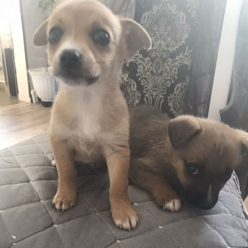 Щенки в добрые ручки Чистокровные дворяне