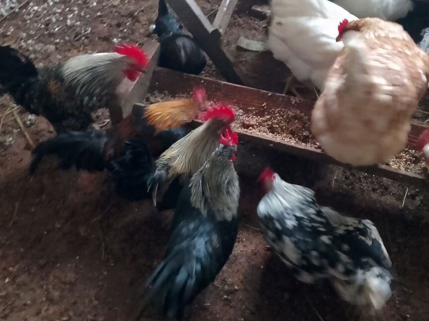 Продам декоративных петушков