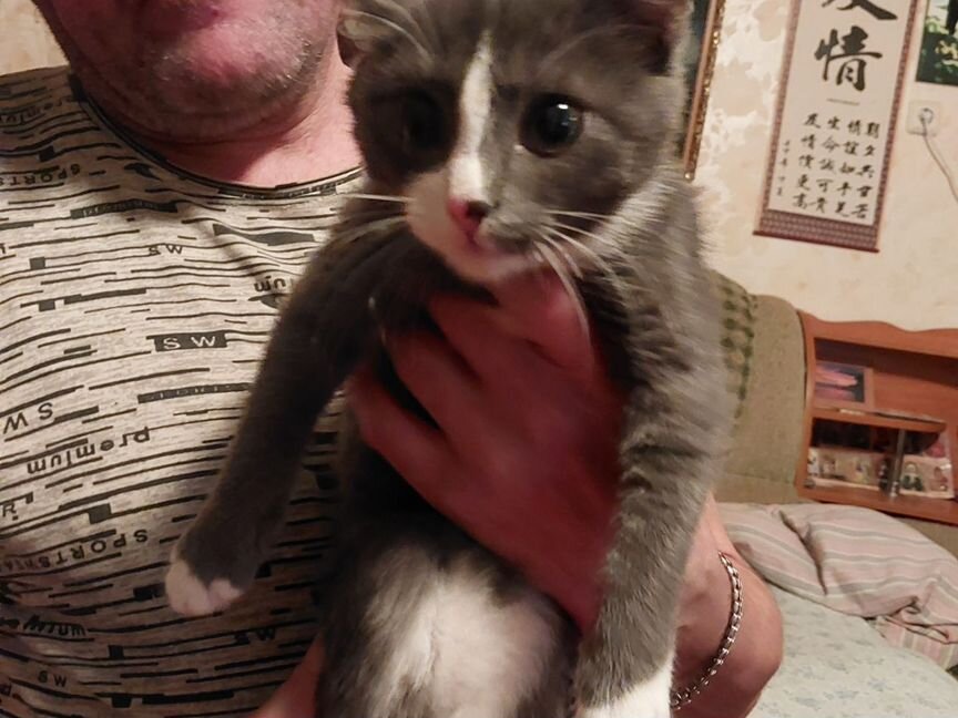 Кошка