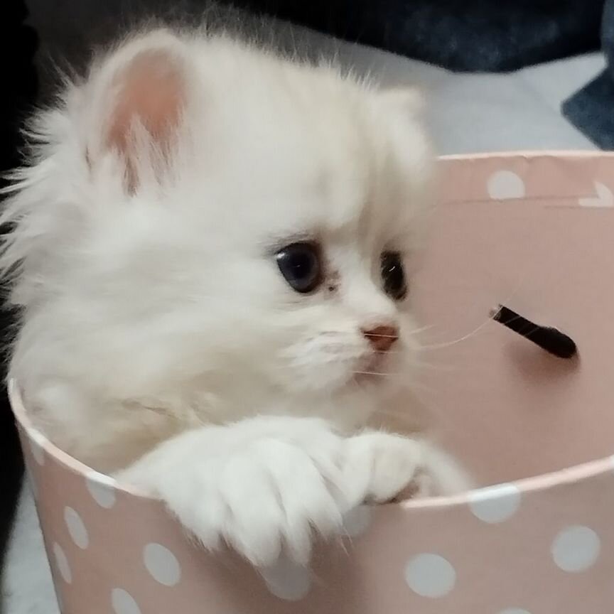 Шотландская девочка в мраморном окрасе