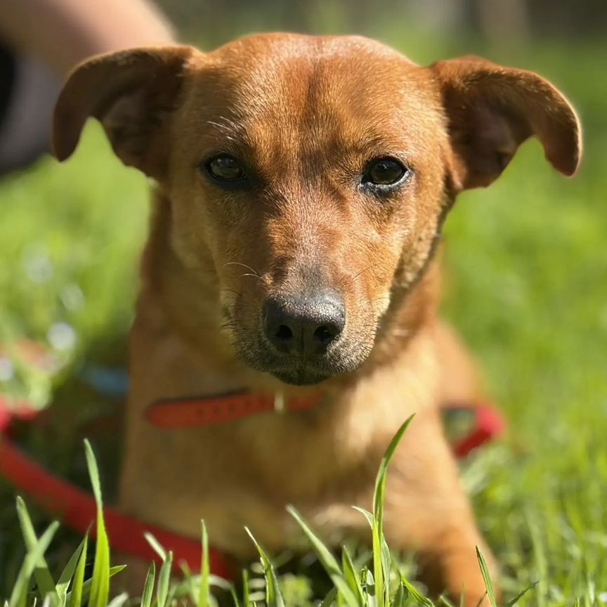 Взрослая собака в добрые руки