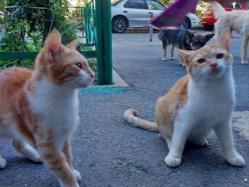 Котята 4-5 месяцев