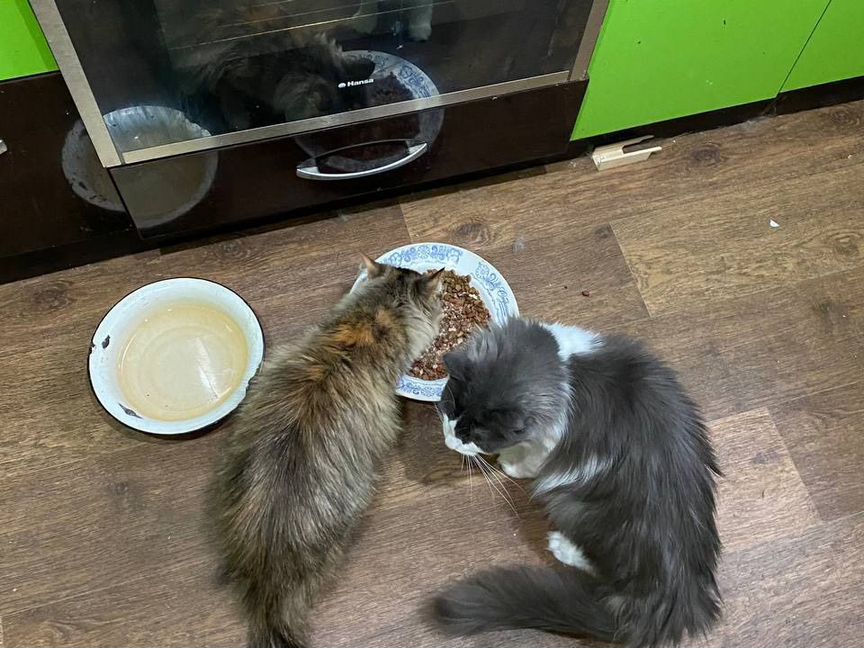 Коты в добрые руки