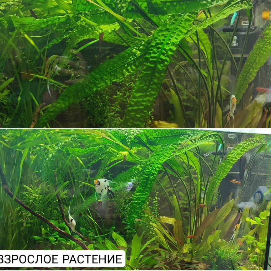 Аквариумное растение криптокорина