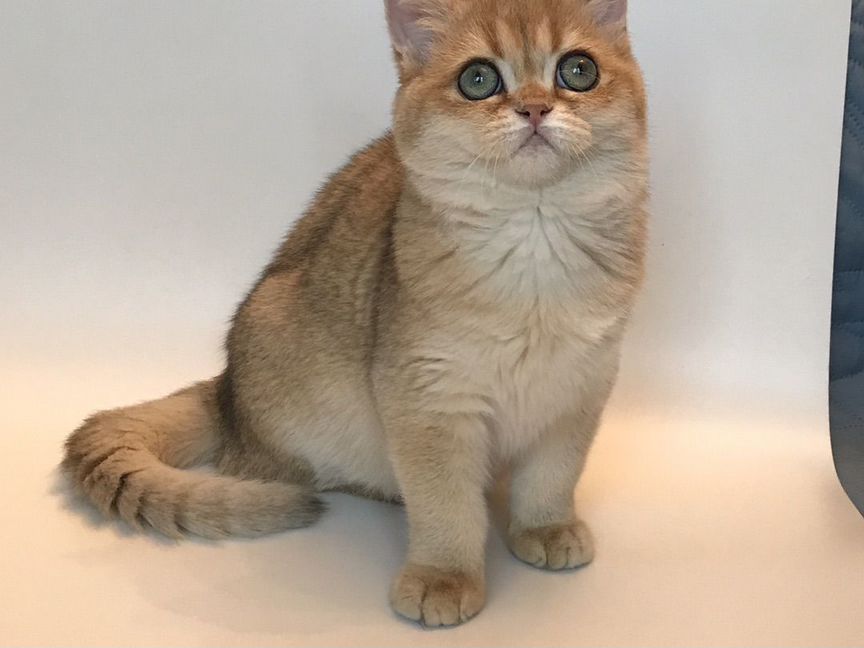 Подрощенные котята 5 мес