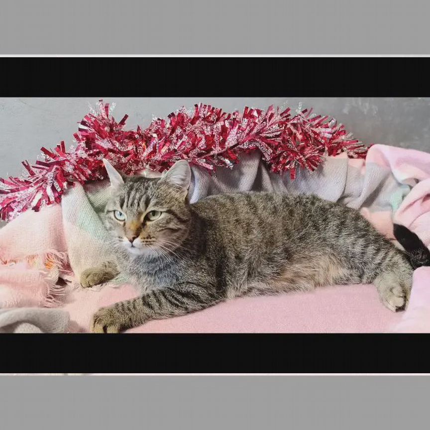 Взрослая кошка в добрые руки