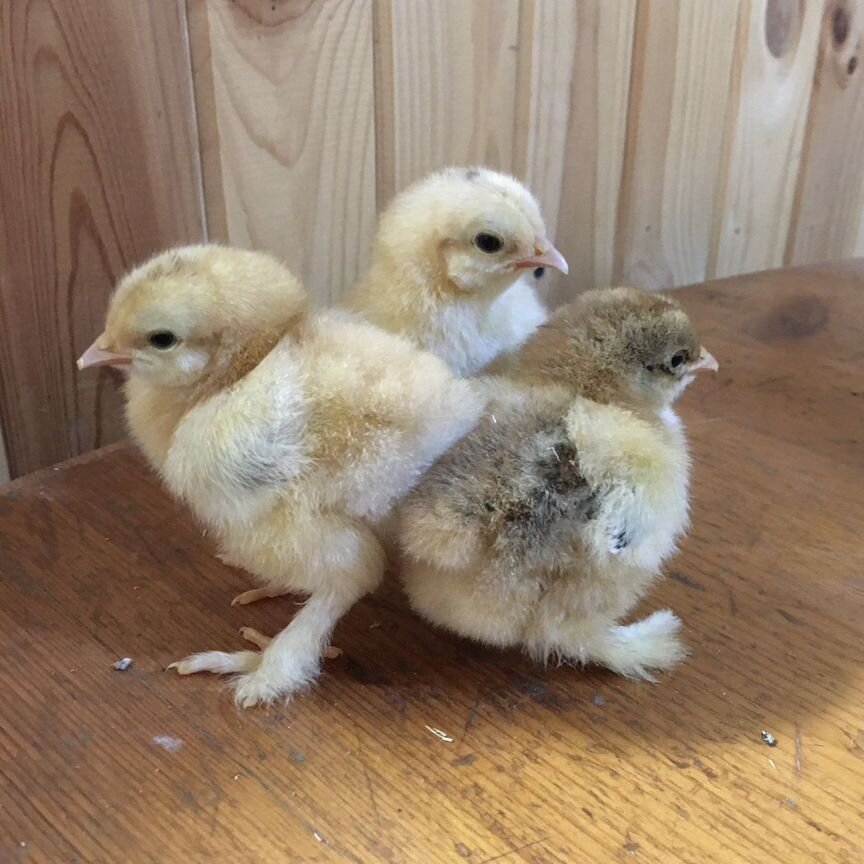 Цыплята Брама