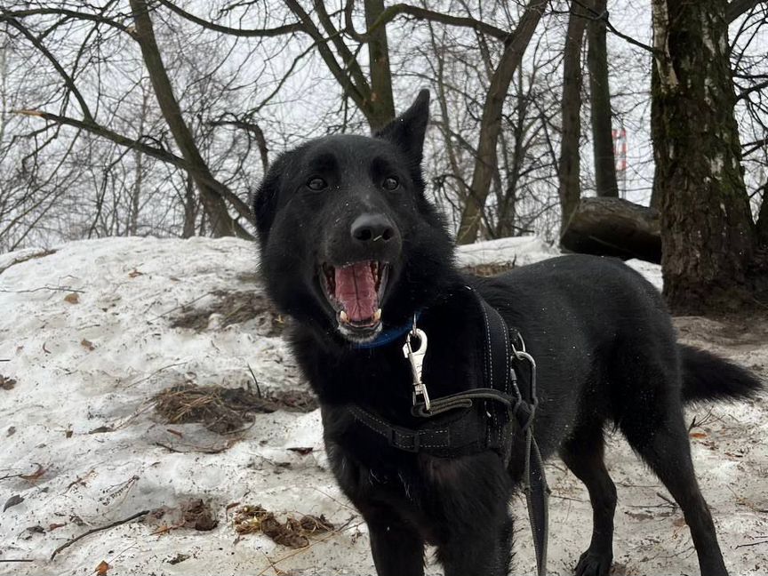 Собака ищет семью