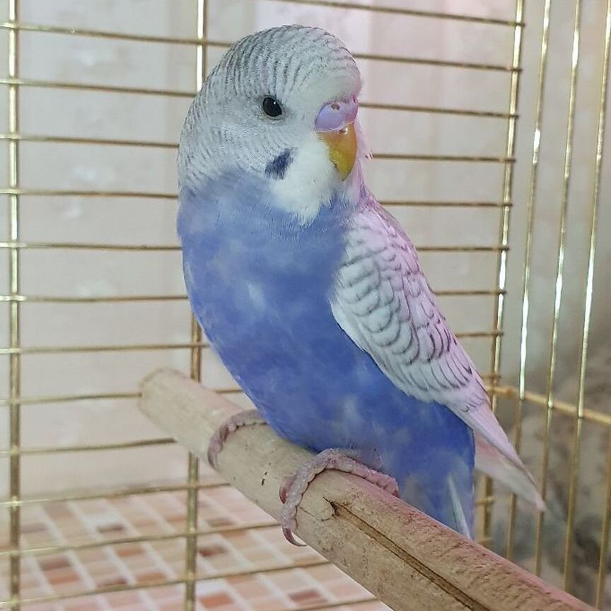 Попугай волн. И полувыставочные