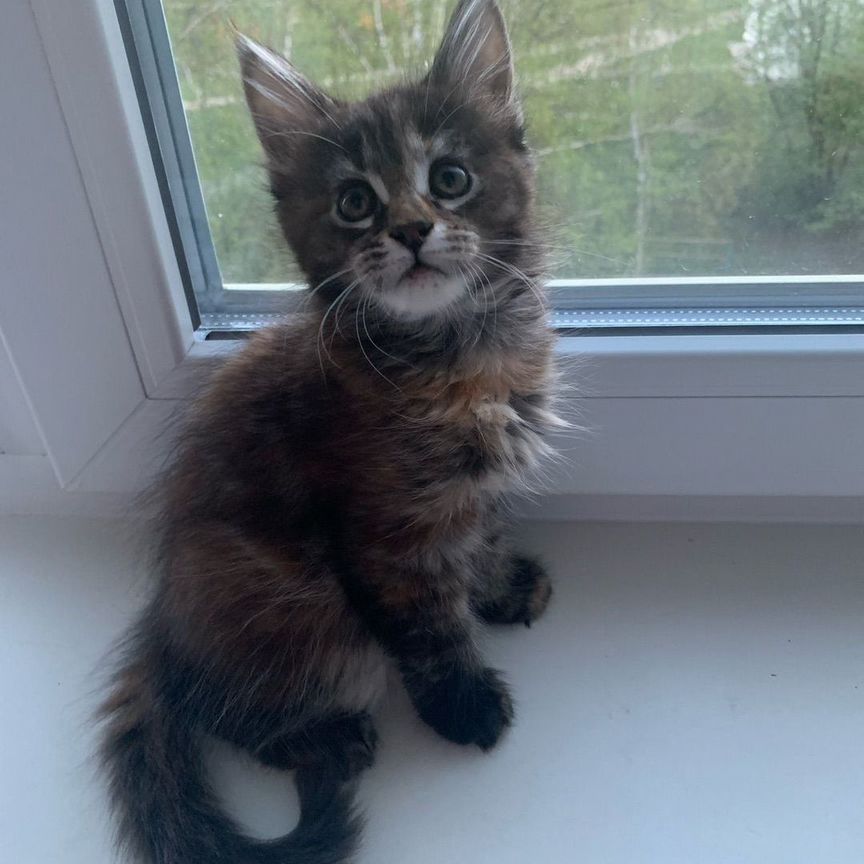 Котенок Мейн-кун