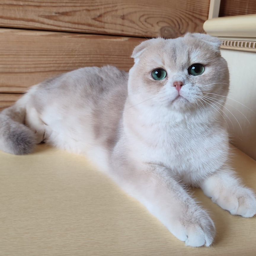 Шотландский красавчик