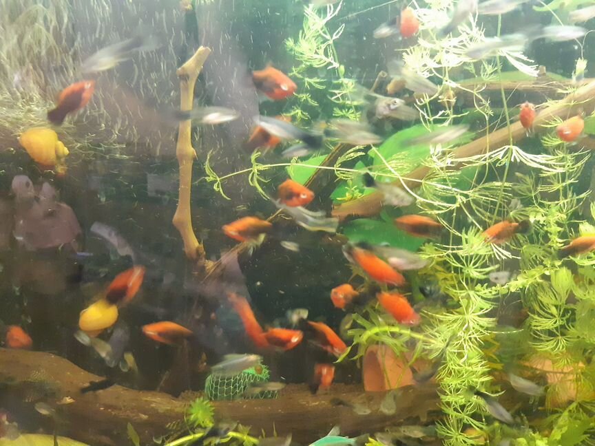 Аквариумные рыбки