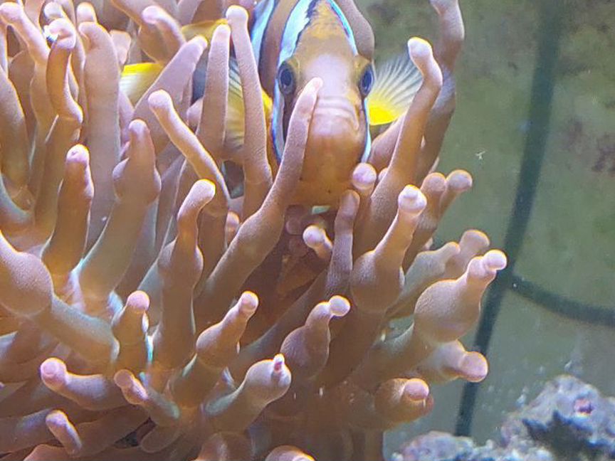 Морской аквариум