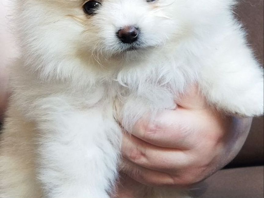 Померанский шпиц