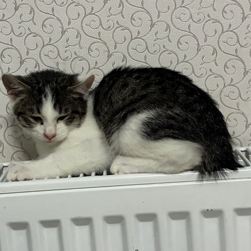 Котёнок в добрые руки