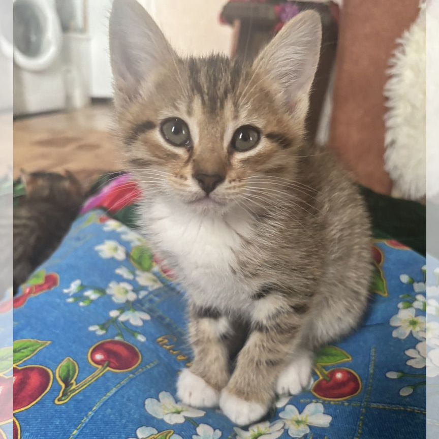 Котёнок в добрые руки