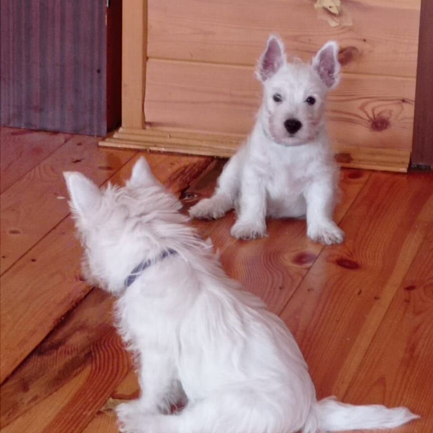 Мальчишки вестики