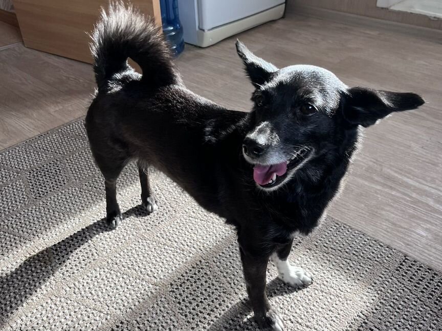 Собака в добрые руки