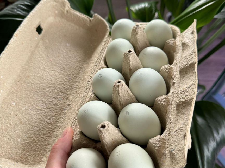 Инкубационное яйцо амераукана