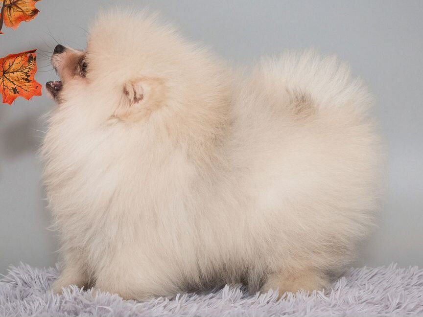 Немецкий шпиц щенок мальчик