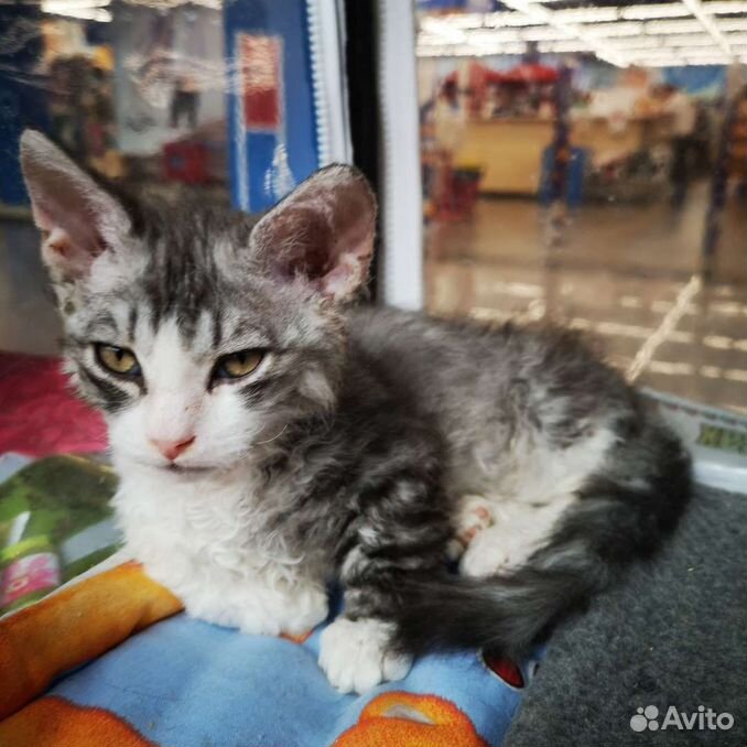 Ламбкин мальчик