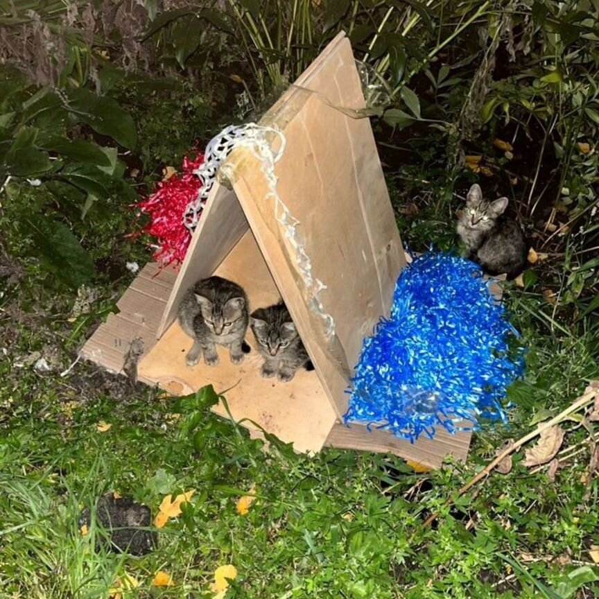 Котята
