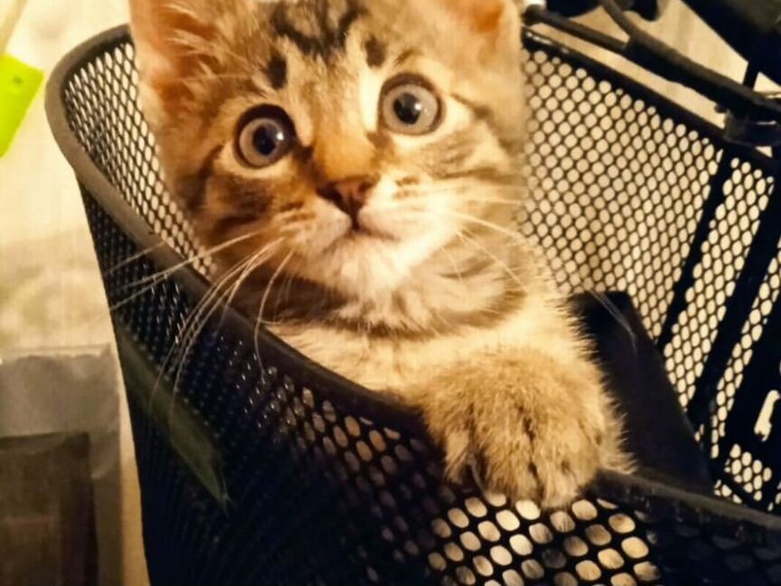 Котенок полосатая, ручная, компонейская